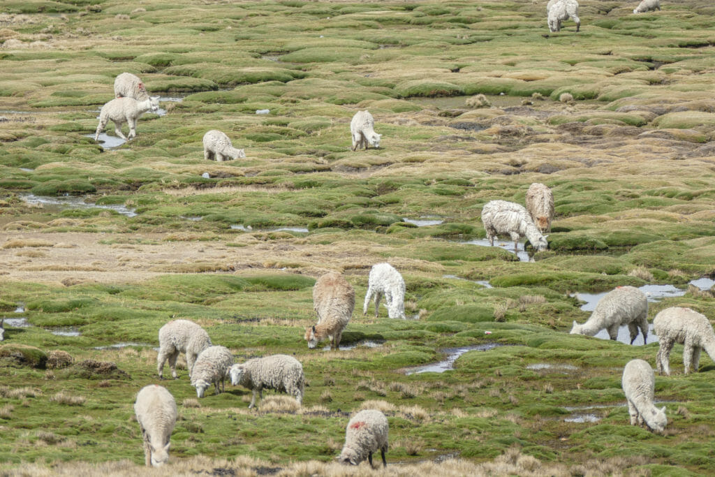 Kolca Canyon PERU TOUR in low season- skip it?