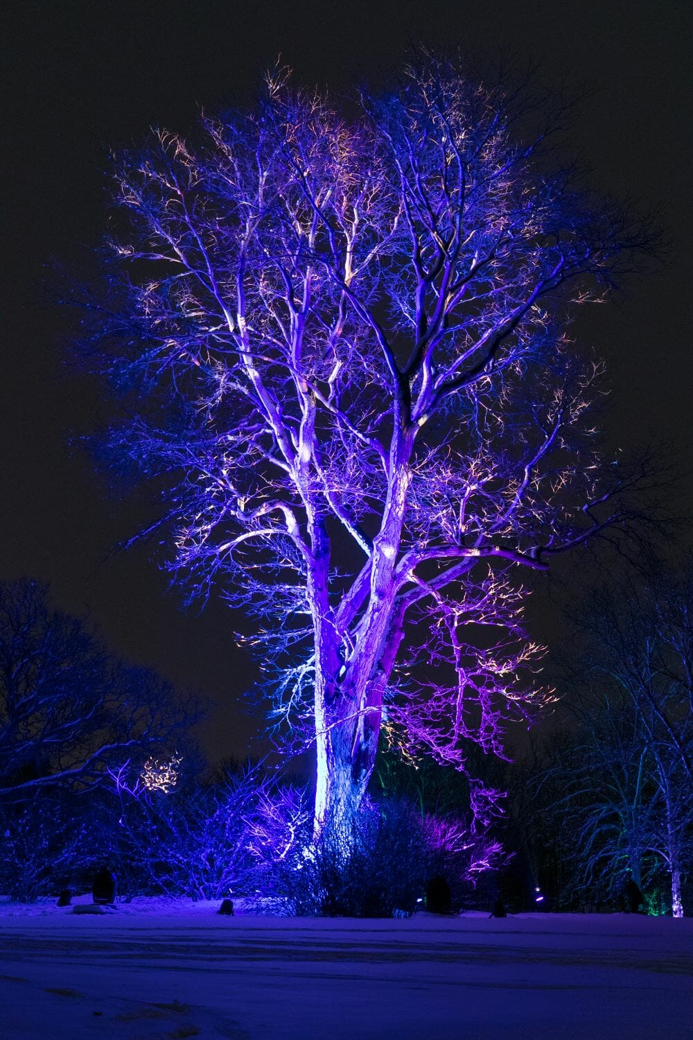 Morton Arboretum presents ILLUMINATION: TREE LIGHTS—Preview Morton Arboretum presents ILLUMINATION: TREE LIGHTS—Preview